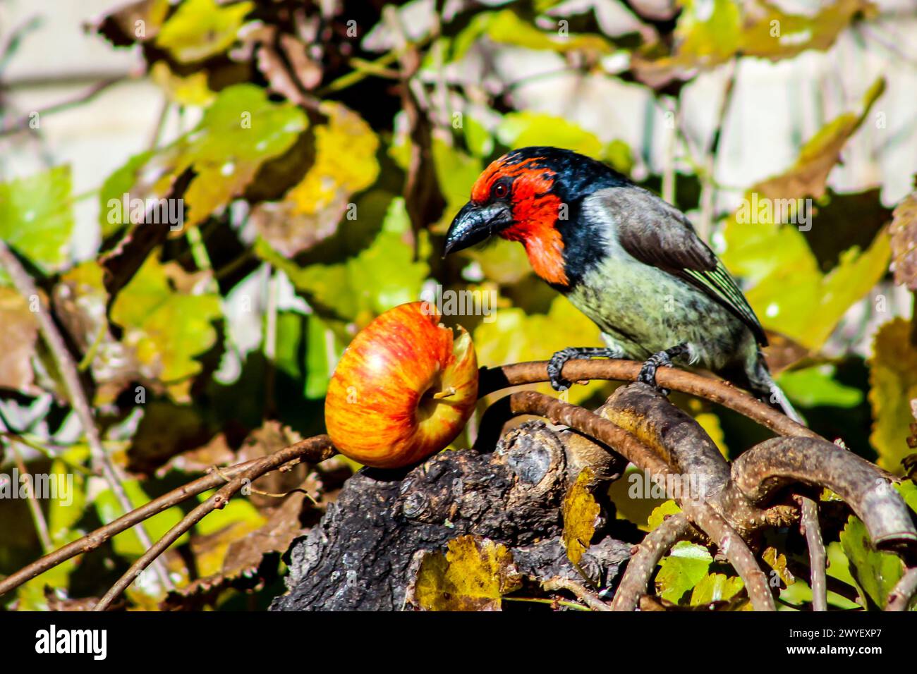 A Black-collared barbet, Lybius torquatus, eating an apple at a bird ...