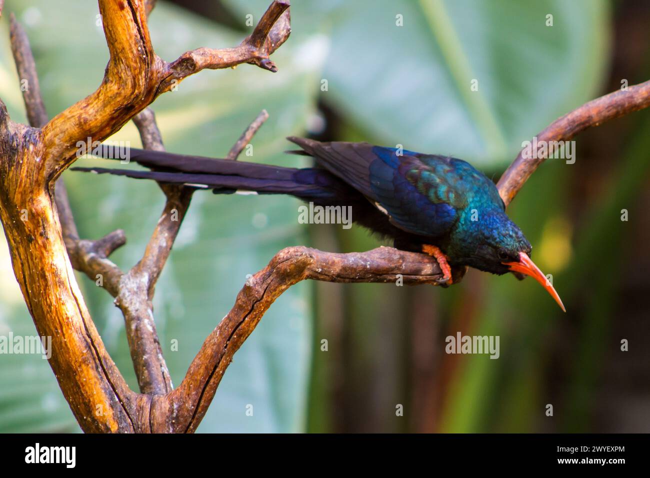 A metallic green and black wood Hoopoe perched on dead branches in a ...