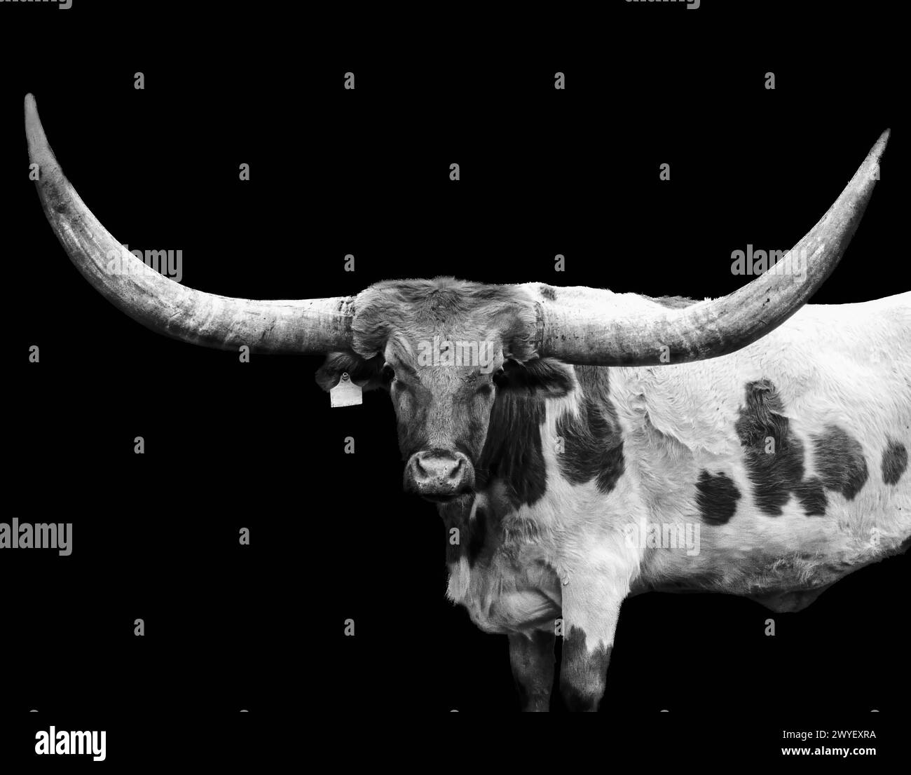 Texas longhorn cattle Black and White Stock Photos & Images - Alamy