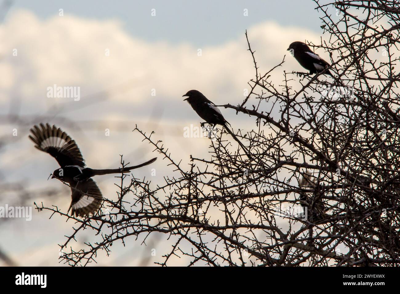 Magpie flock hi-res stock photography and images - Alamy