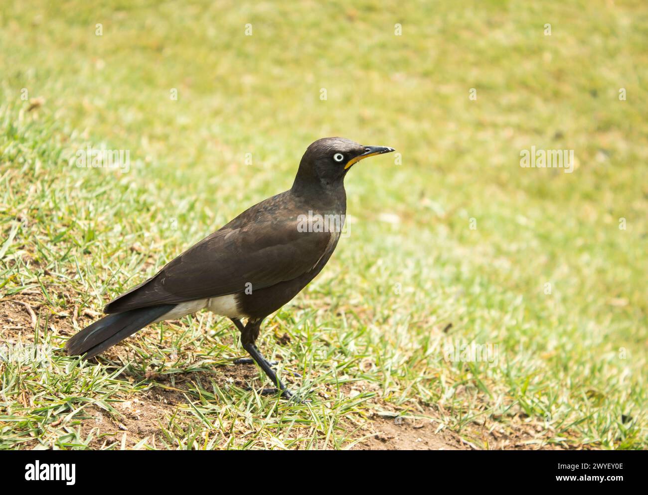 A Pied Starling (Lamprotornis bicolor)on the lawn in the Injisuti camp in the South African ...