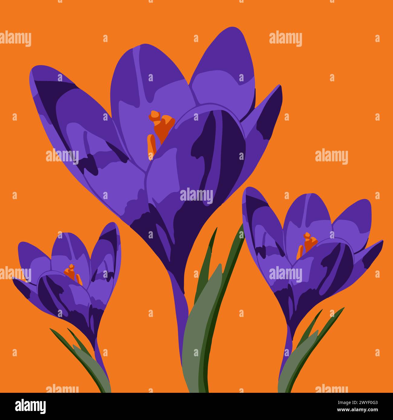 Vector illustration of crocus flowers. Spring flowers Stock Vector ...