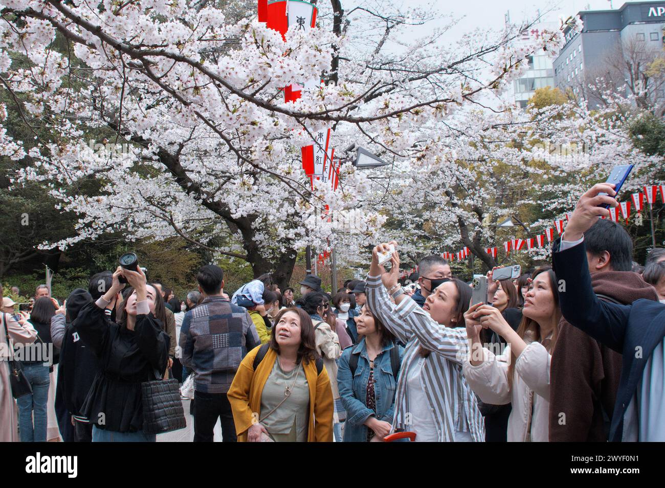 Tokyo, Japan. 06th Apr, 2024. People take photos cherry blossoms at the ...