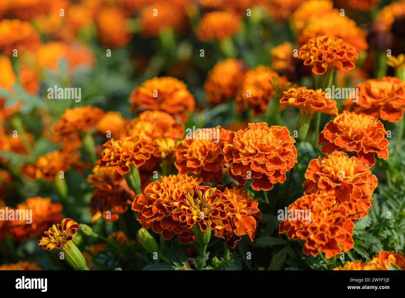 Beautiful marigold flower in garden hi-res stock photography and images ...