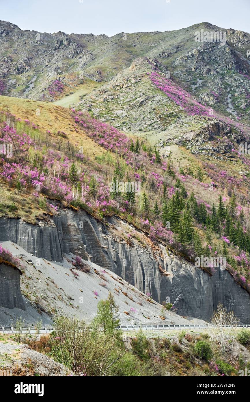 Mountain slopes covered with blooming Rhododendron dauricum bushes with ...