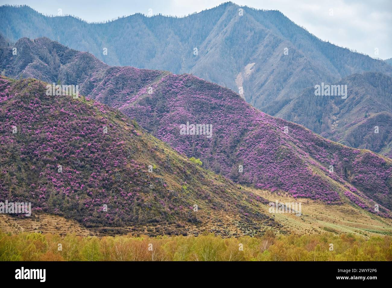 Mountain slopes covered with blooming Rhododendron dauricum bushes with ...
