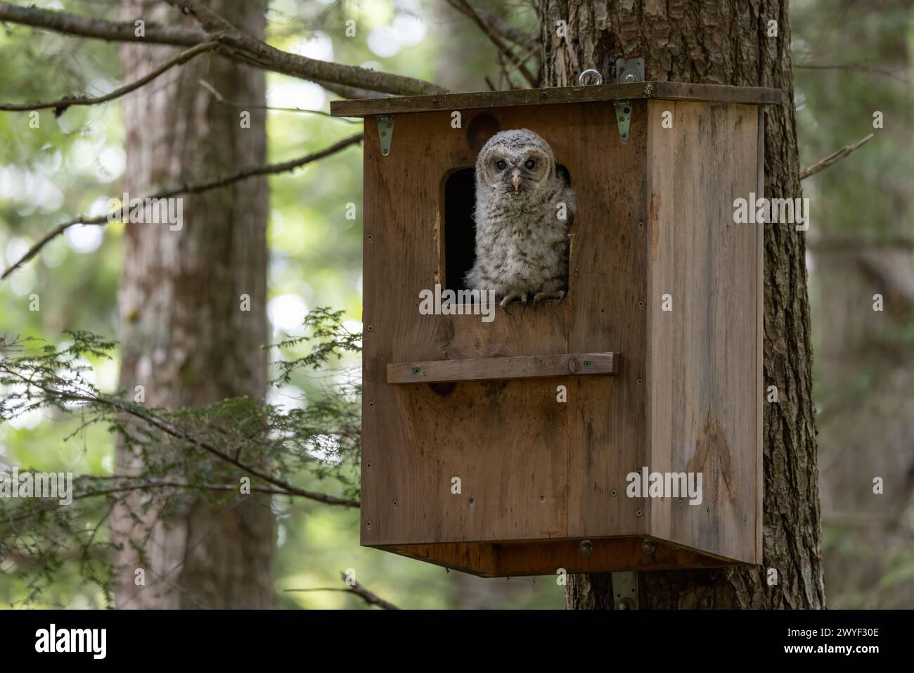 An owlet is perching in the opening of the owl box in a residential ...