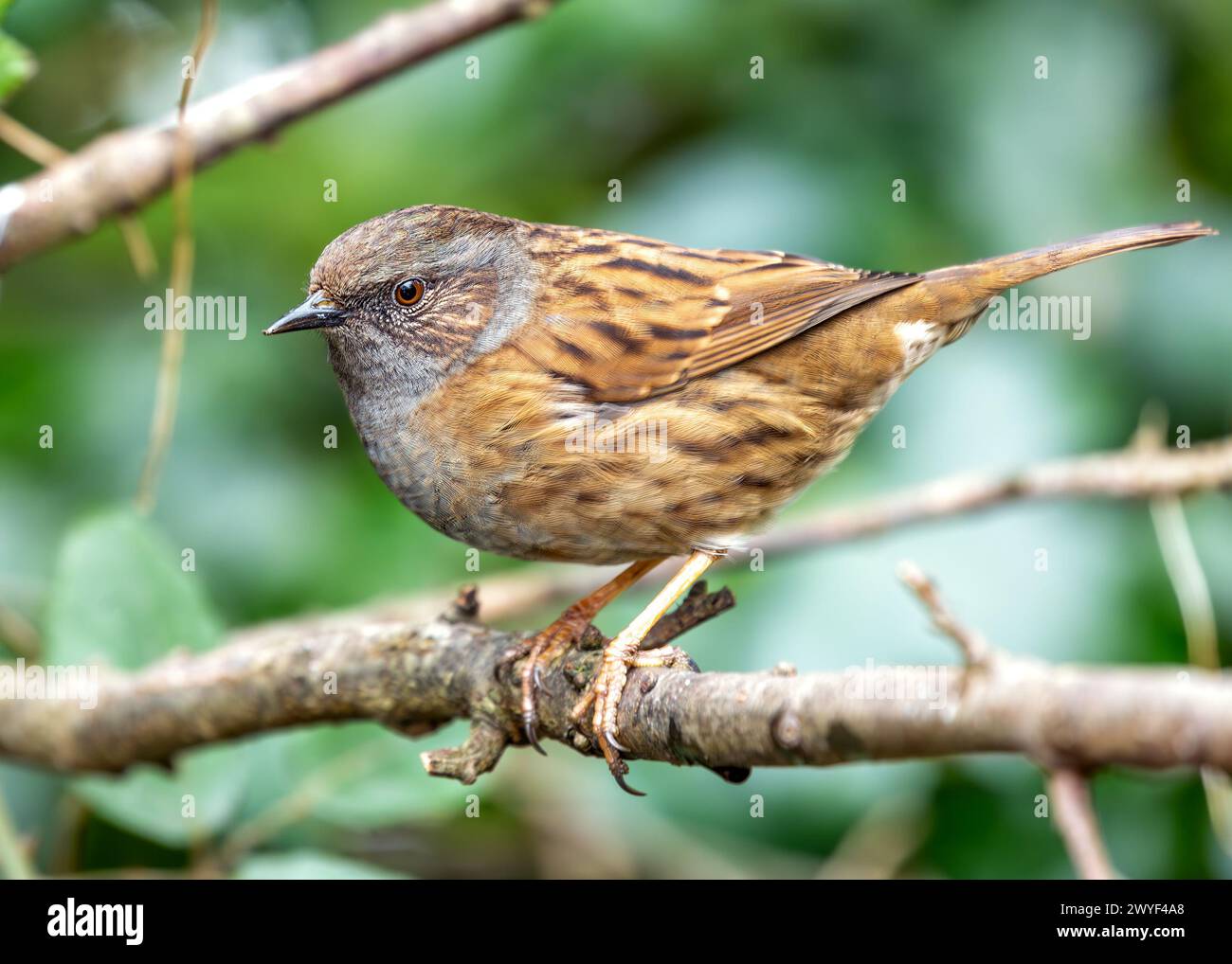 Small brown Dunnock with a speckled chest, forages for food amongst the ...