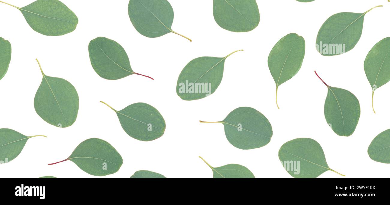 Eucalyptus leaves seamless pattern isolated on white background Stock ...