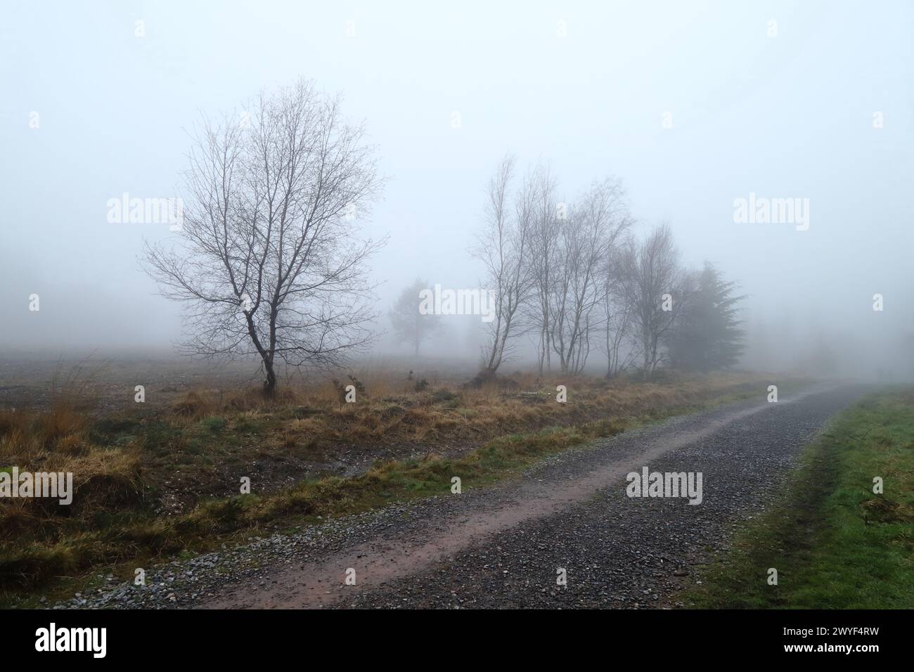 The scenic trees and fog trees hi-res stock photography and images - Alamy