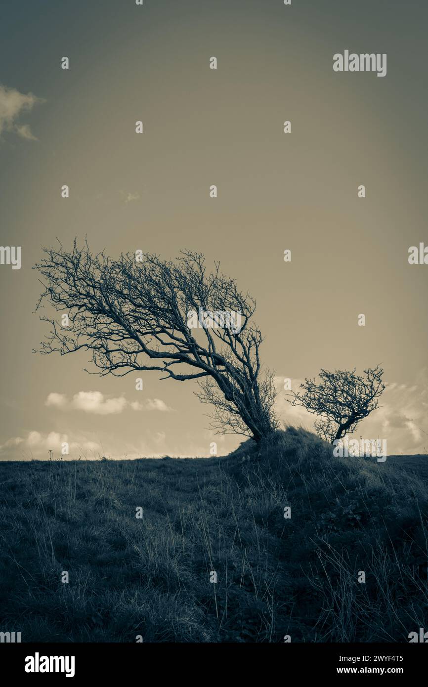 Tree bent by wind Stock Photo - Alamy