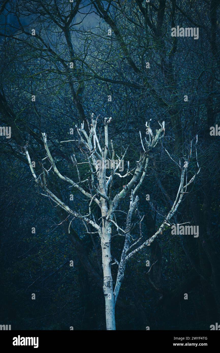 Pruned old tree hi-res stock photography and images - Alamy