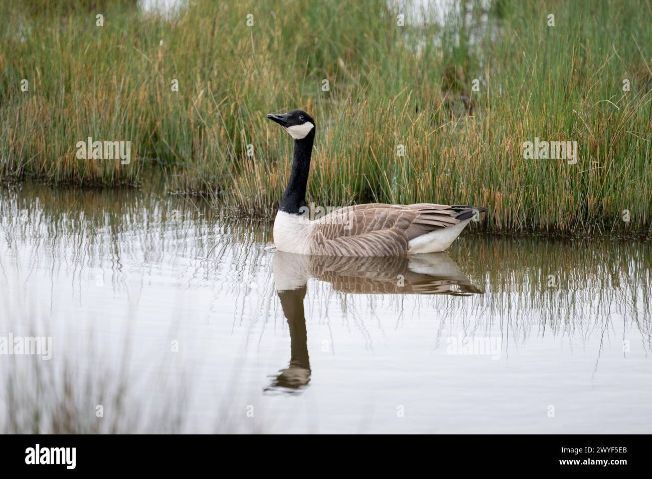 Canada Goose [Branta canadensis] glides past some tall grasses on the ...