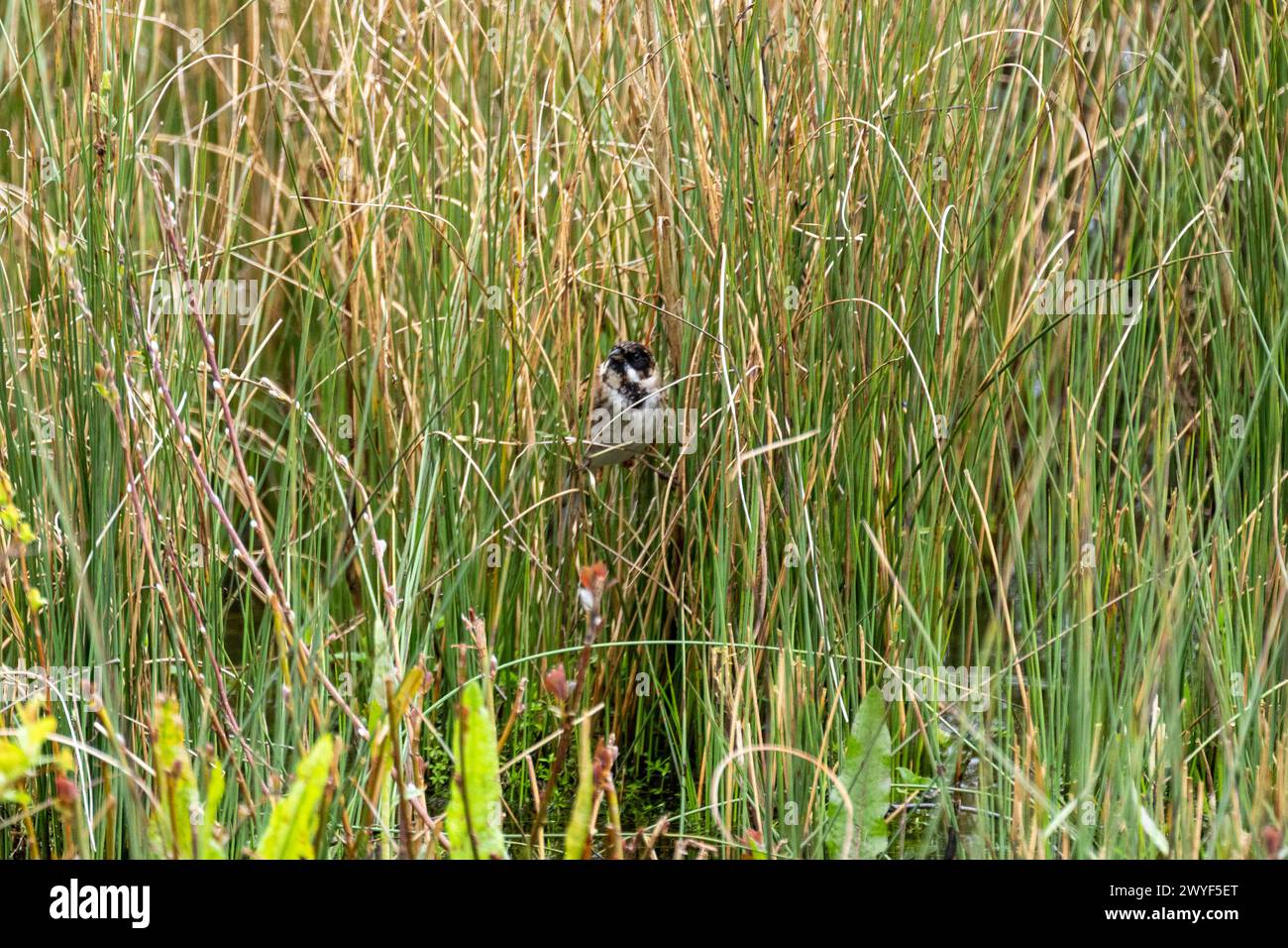 Reed Bunting [Emberiza schoeniclus] is almost completely hidden in a ...