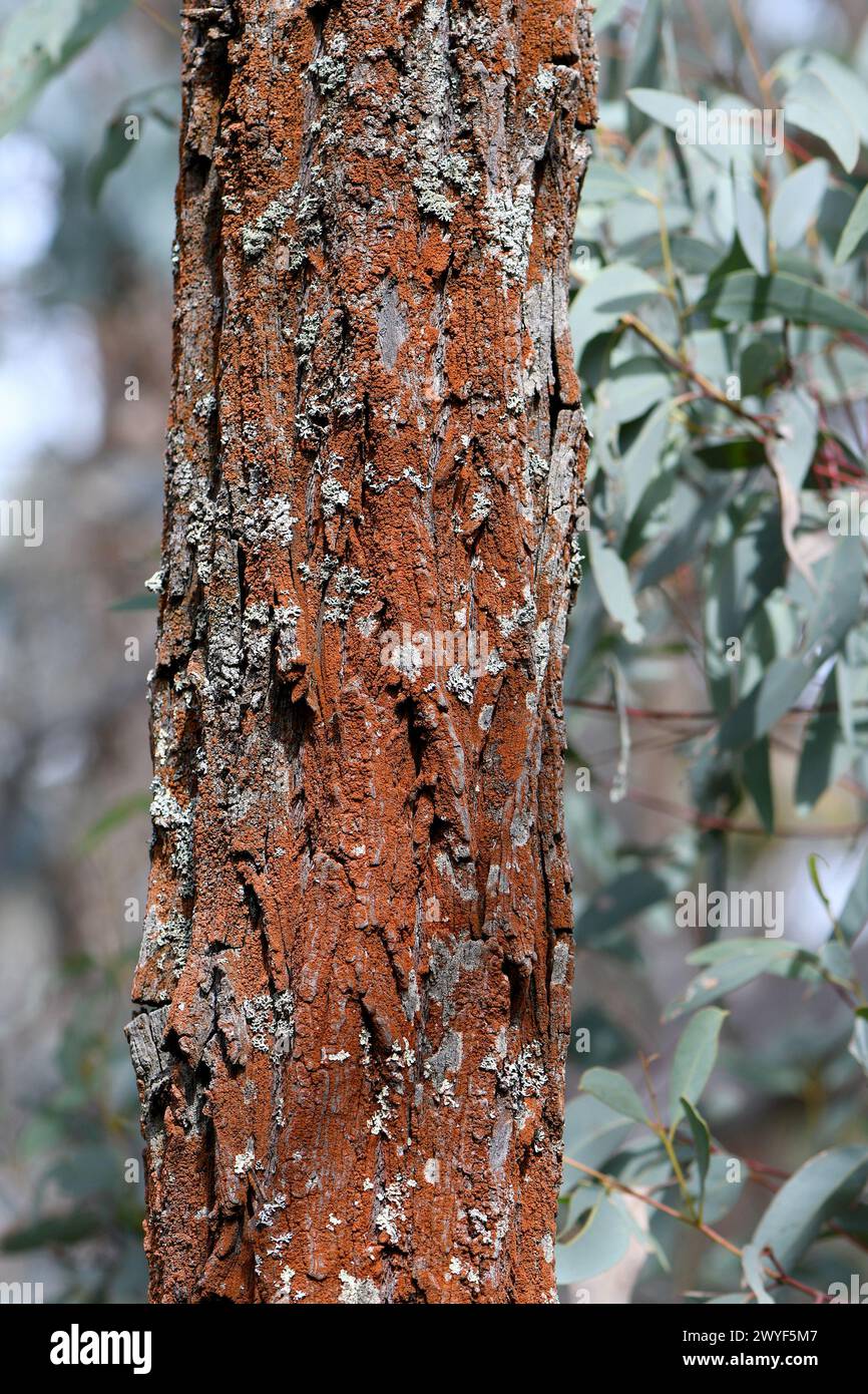 Close up of bark of the Australian native Mugga Red Ironbark Eucalyptus ...