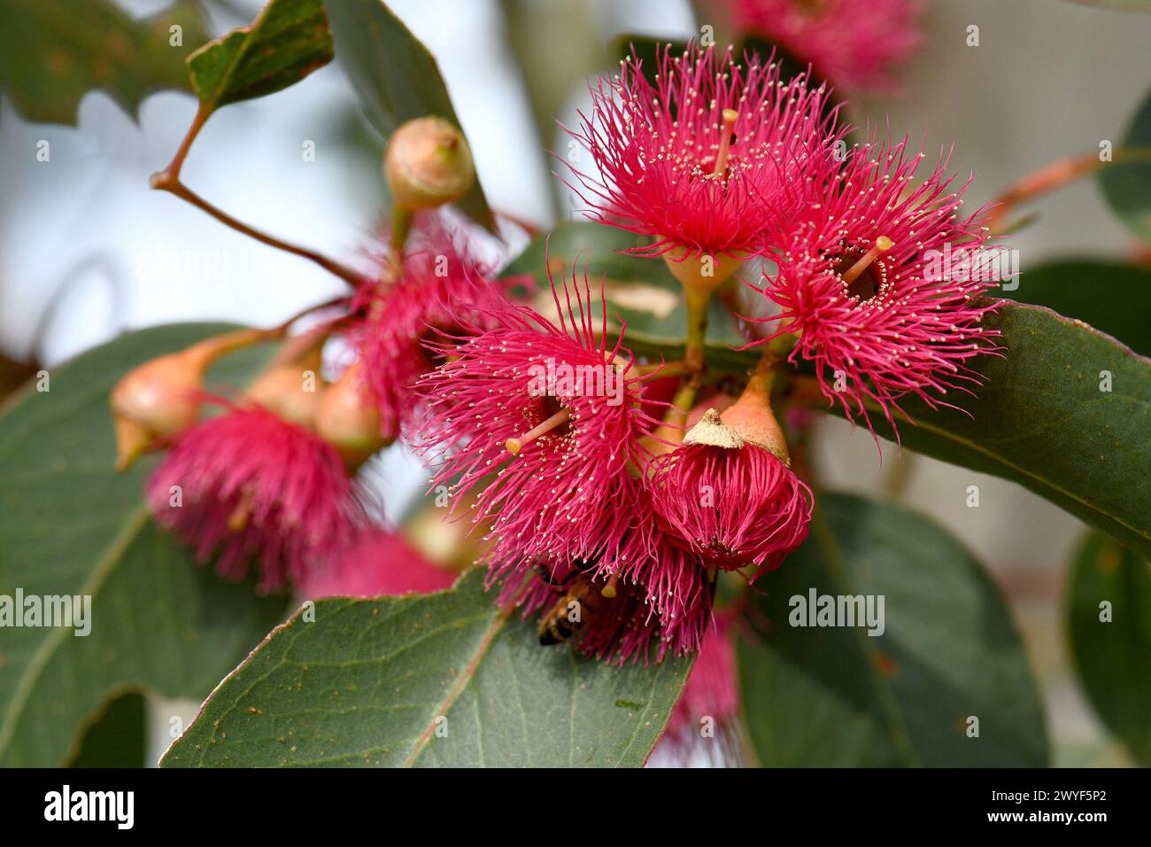 Close up of pink red blossoms of the Australian native Mugga or Red ...
