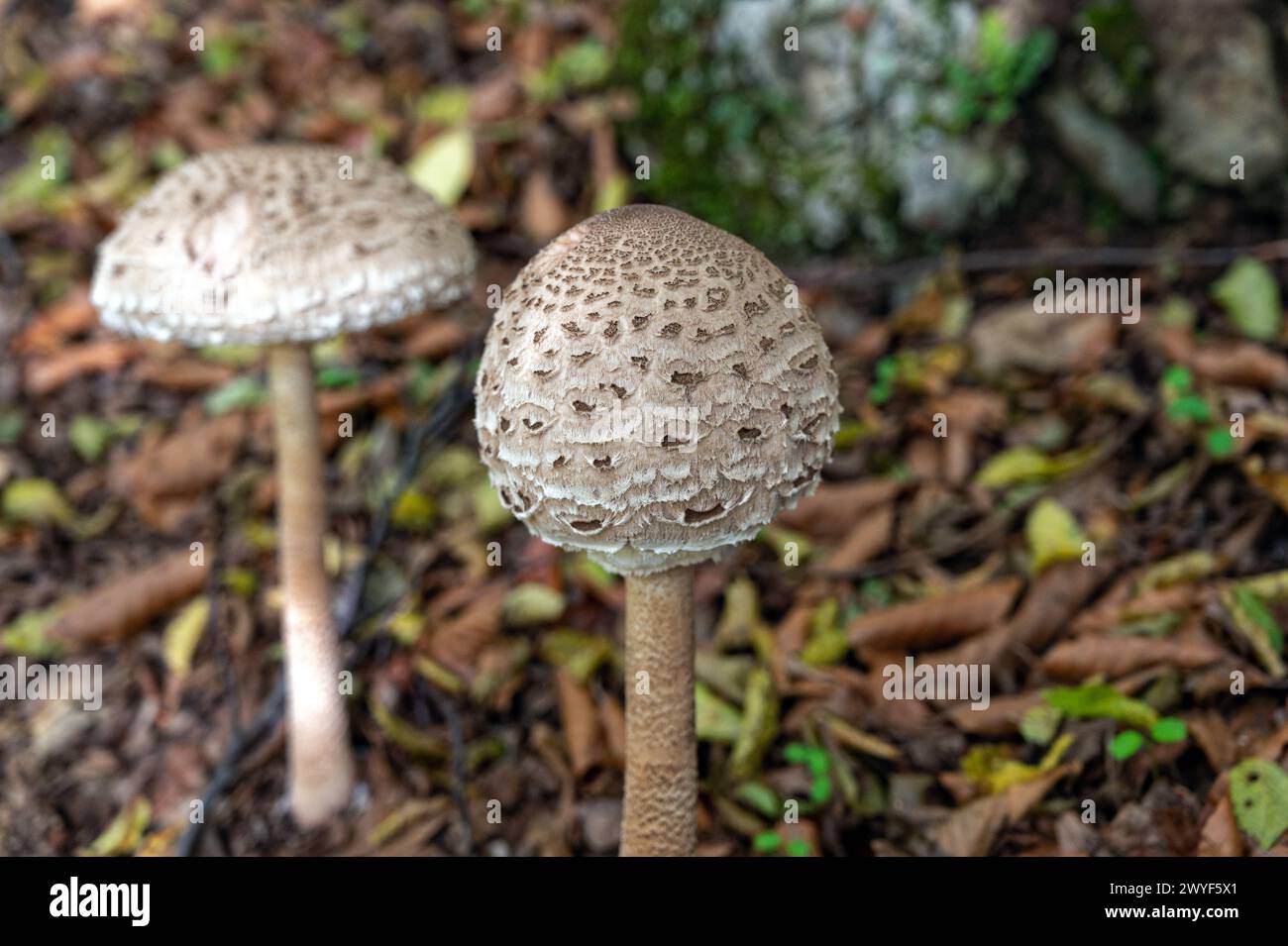 Mushrooms in a forest of Mount Paiko in northwestern Greece Stock Photo ...