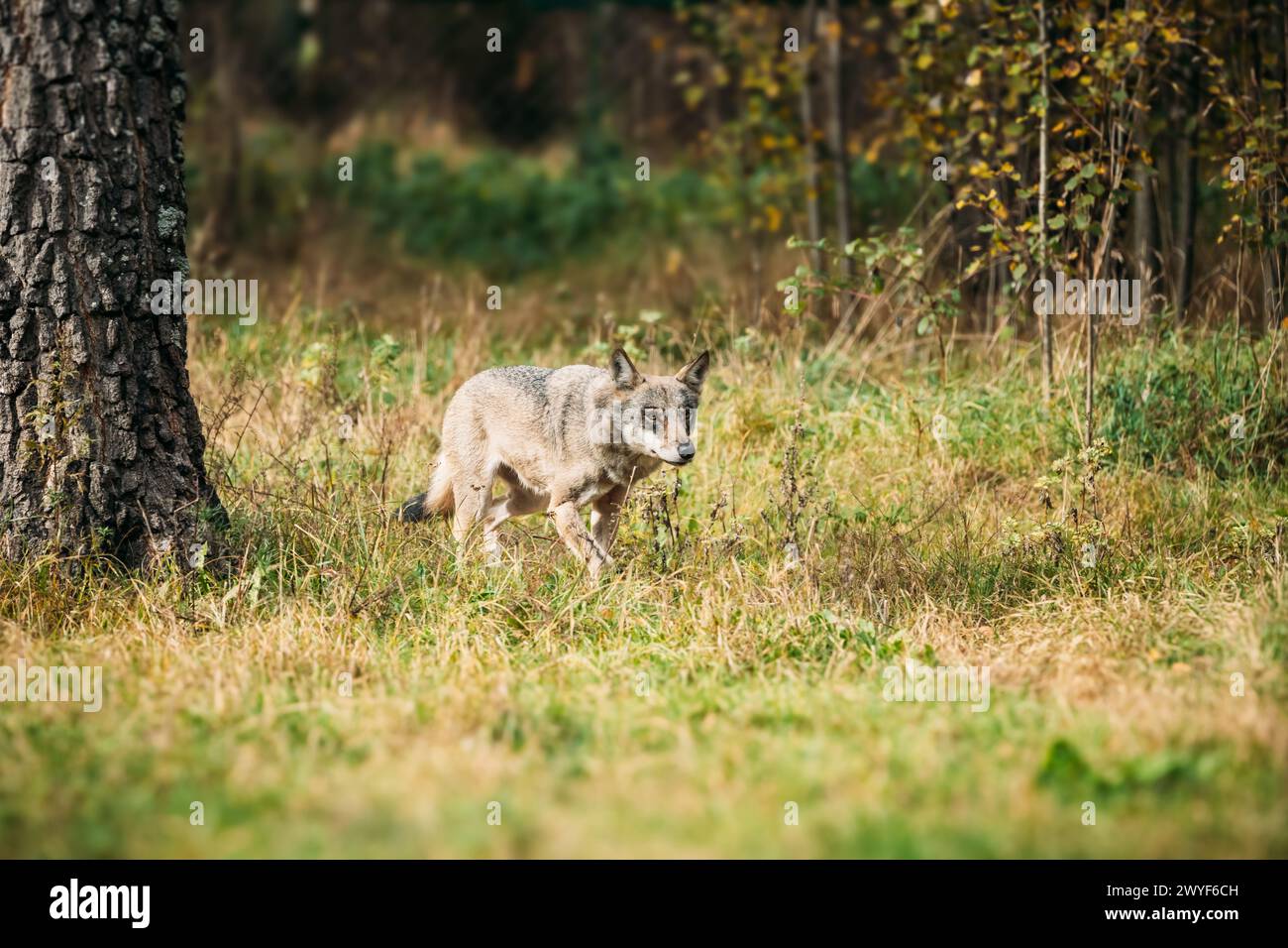 Eastern wolf in natural hi-res stock photography and images - Alamy