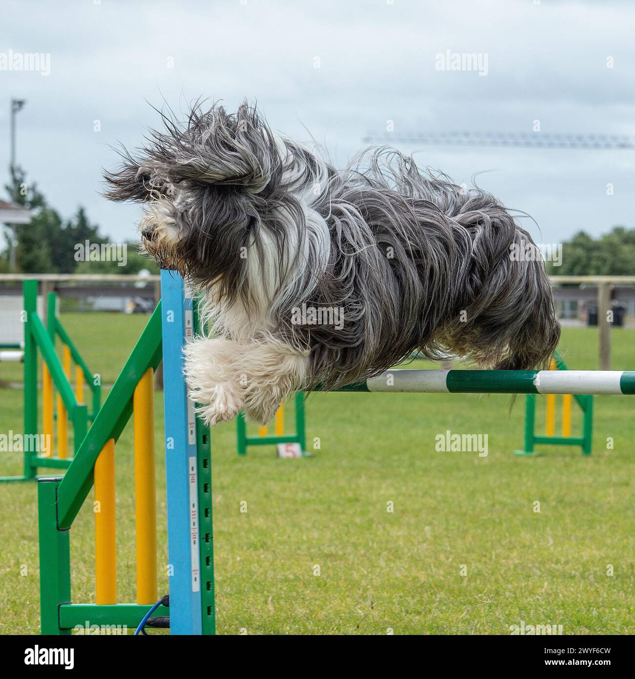 bearded collie dog competing in agility Stock Photo - Alamy