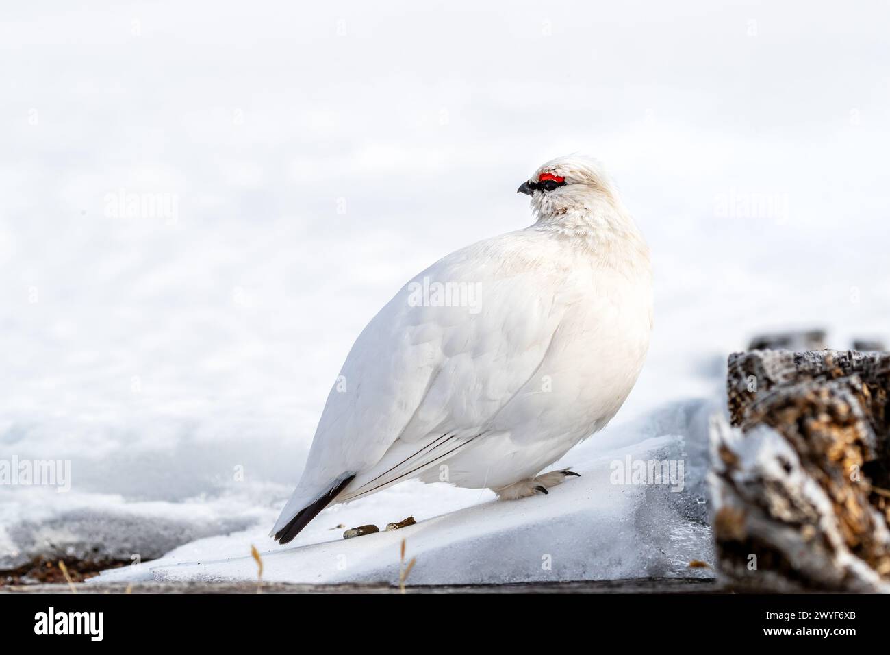 Side profile of a male rock ptarmigan, lagopus muta, in the snow of ...