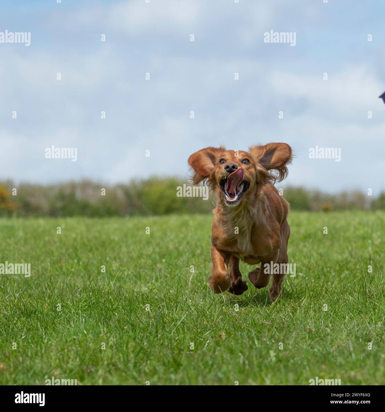 English Cocker Spaniel dog running towards camera Stock Photo - Alamy