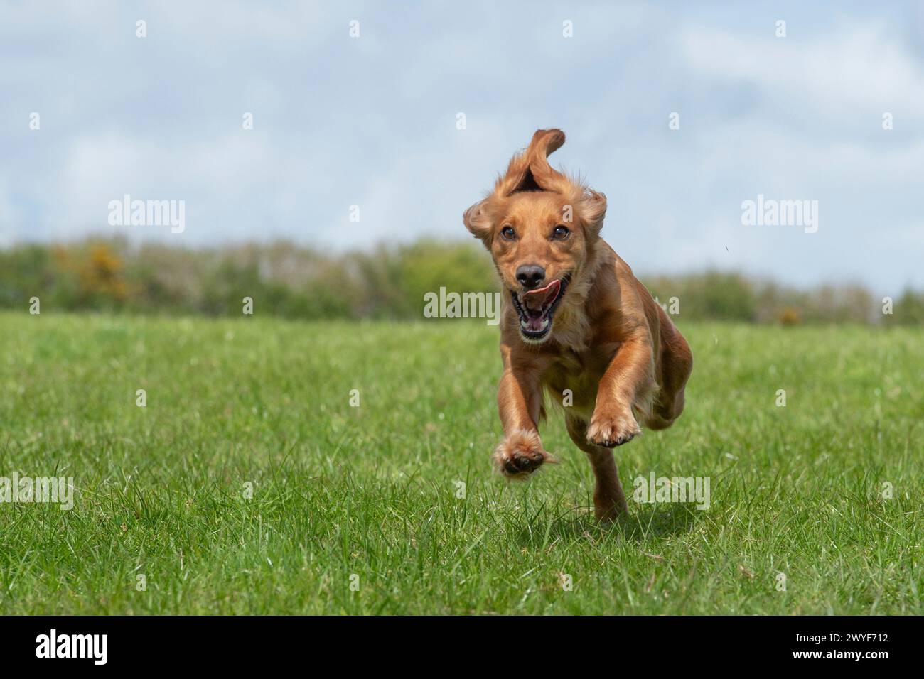 English Cocker Spaniel dog running towards camera Stock Photo - Alamy