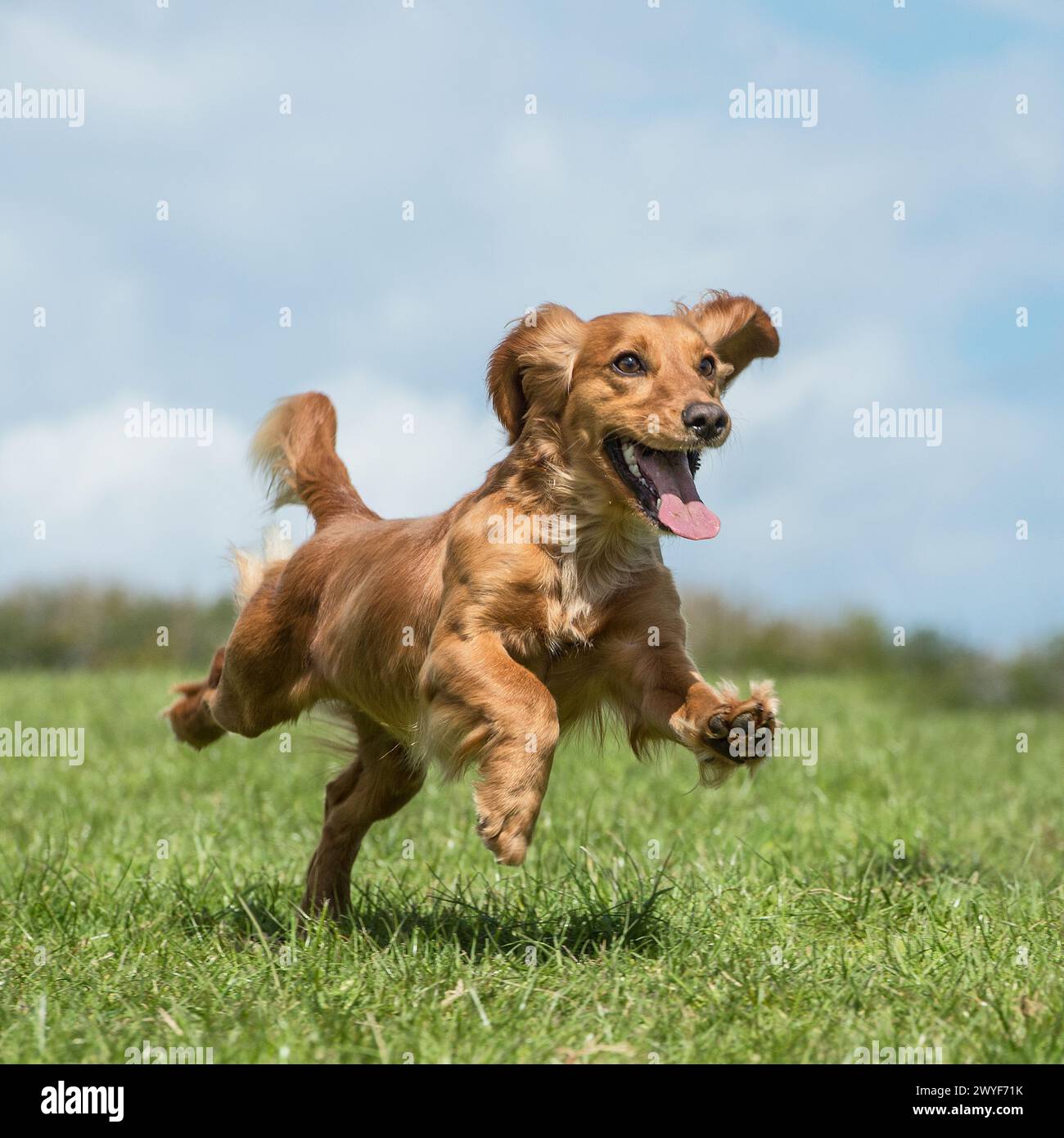 English Cocker Spaniel dog running towards camera Stock Photo - Alamy
