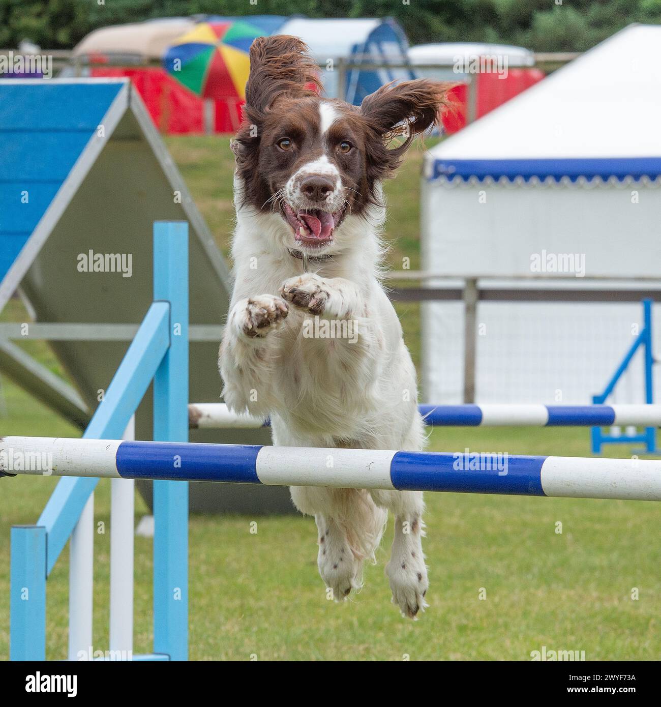 english springer spaniel Stock Photo - Alamy