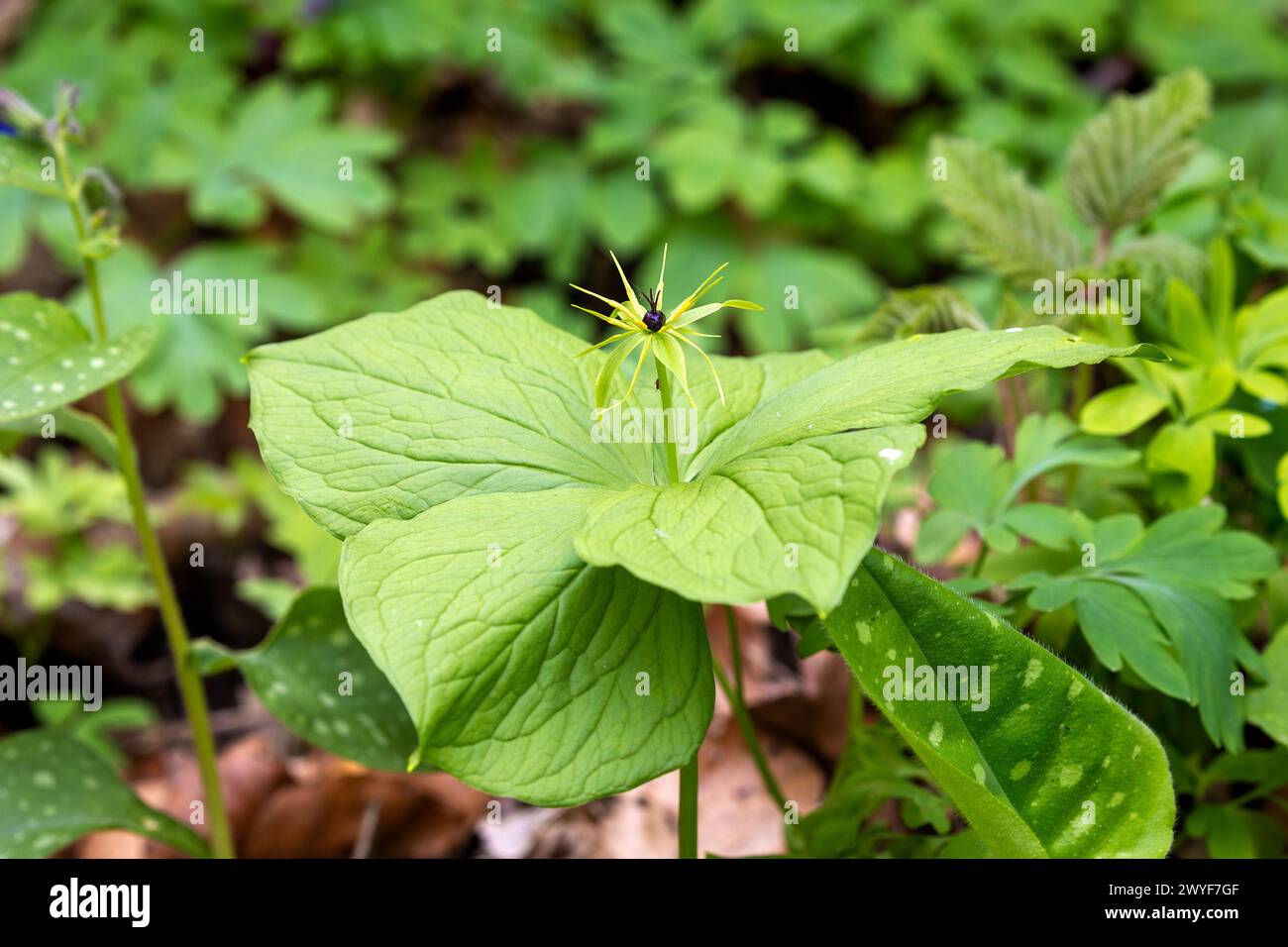 The flower of Paris quadrifolia, the herb-paris or true lover's knot ...