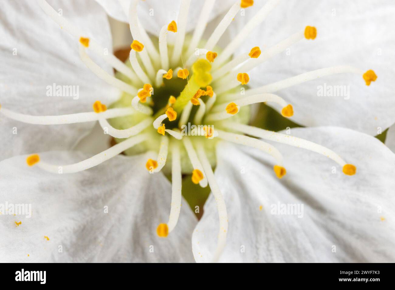 A close-up of the flower of Prunus avium, commonly called wild cherry ...