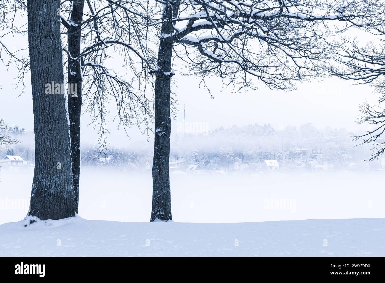 Trees with snow-covered branches stand in the snow in front of a frozen ...