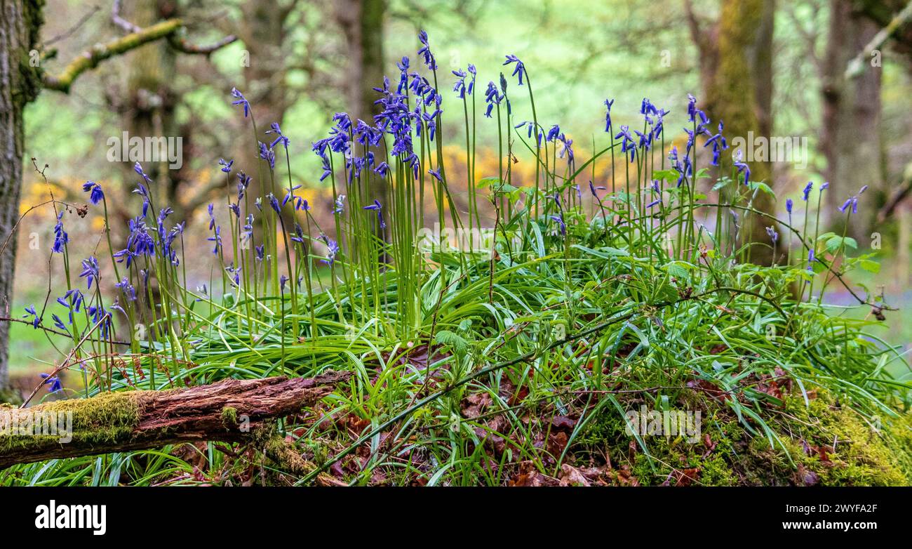 Glen craig scotland hi-res stock photography and images - Alamy