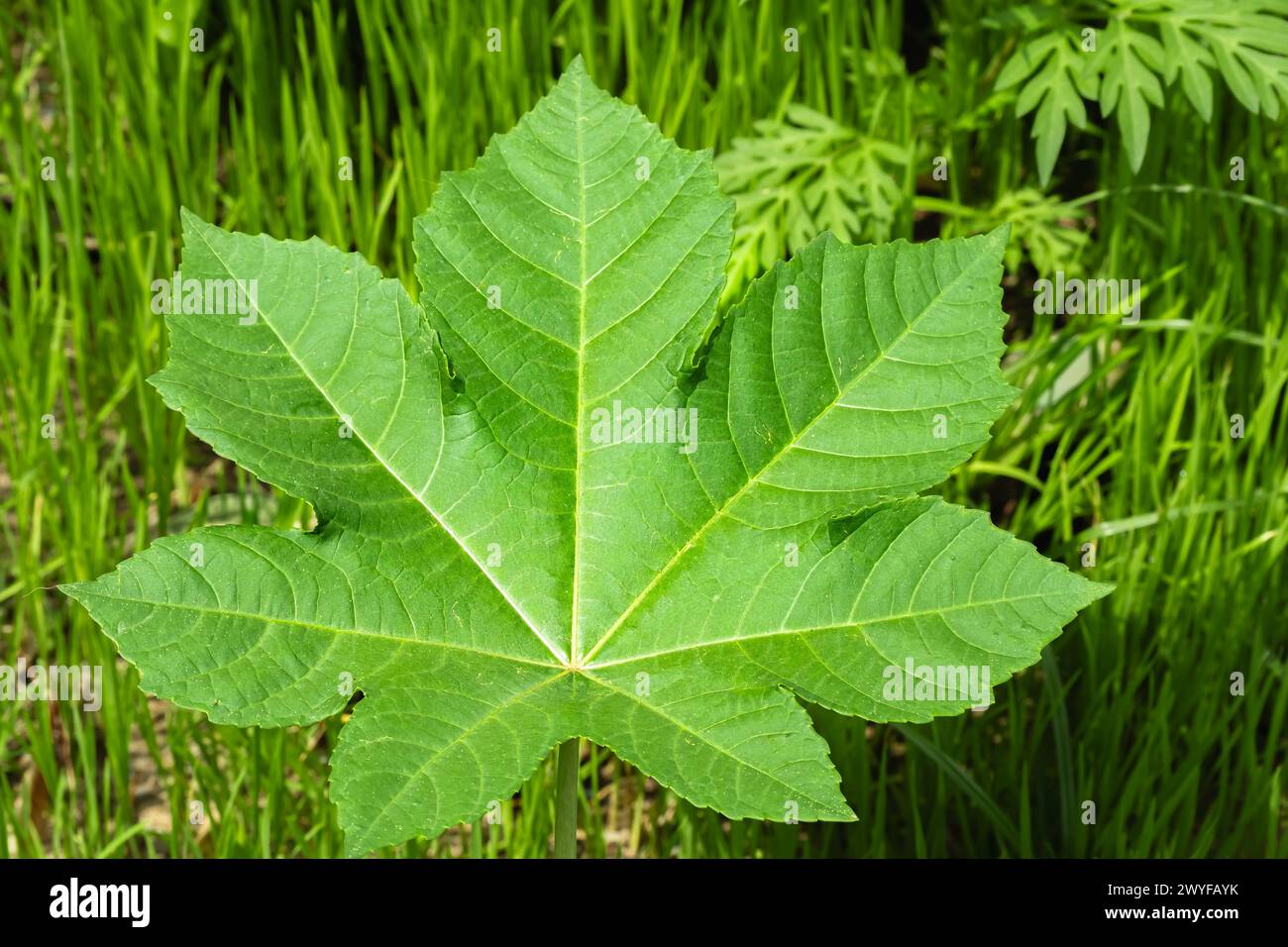 Castor oil plant. Ricinus communis, the castor bean or castor oil plant ...
