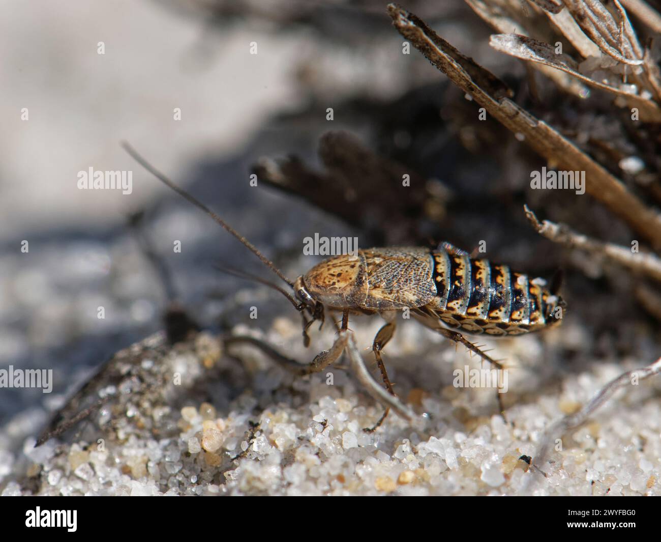 Capraiellus panzeri hi-res stock photography and images - Alamy