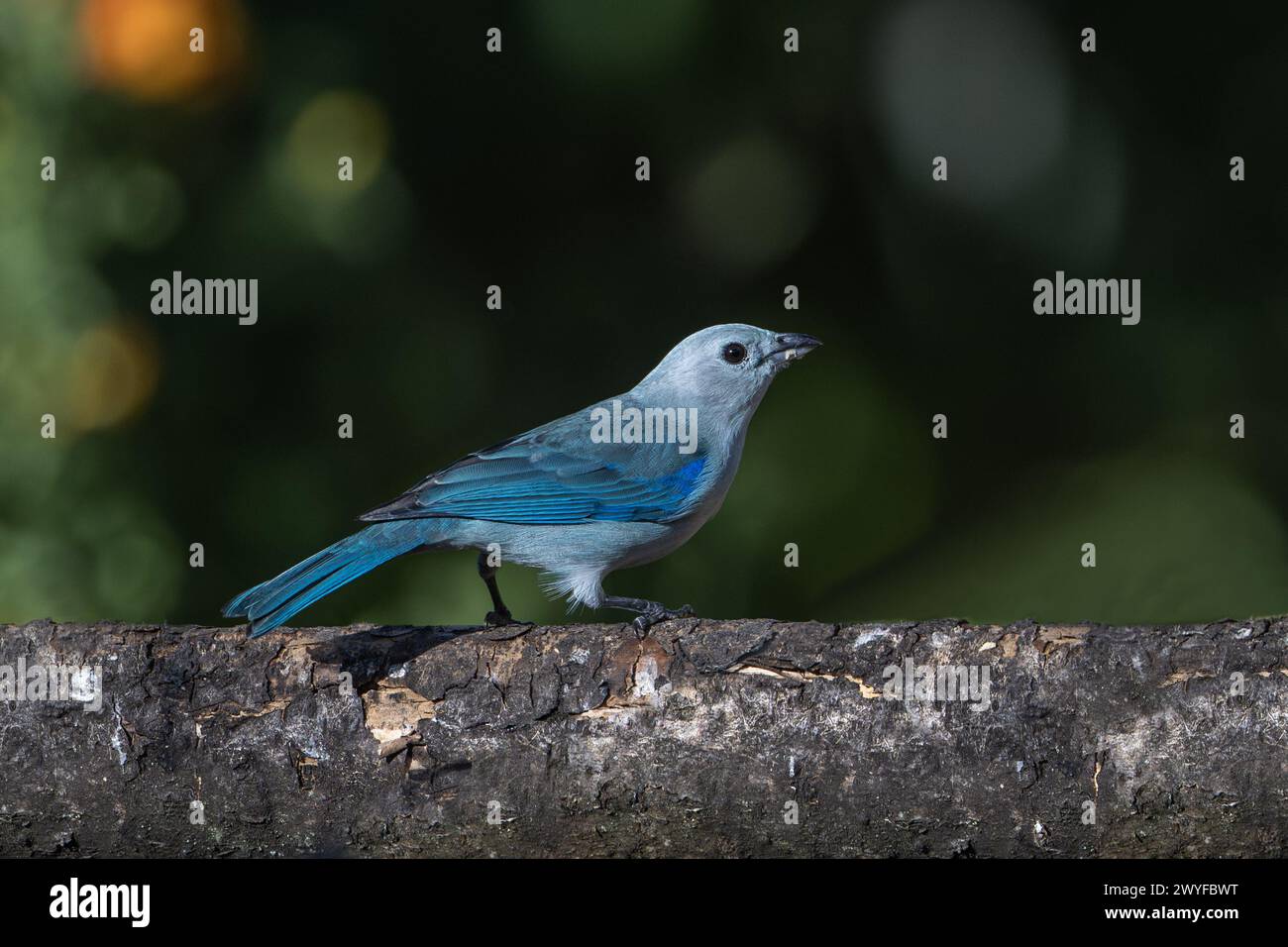 Blue-gray Tanager, breeding male, Savegre Hotel, San Gerardo de Dota ...