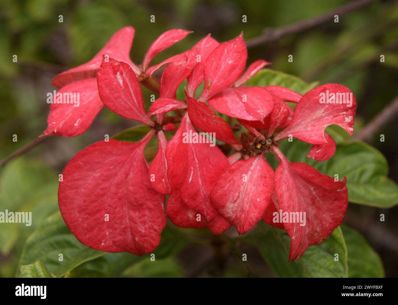 Wild tropical plant leaves hi-res stock photography and images - Alamy