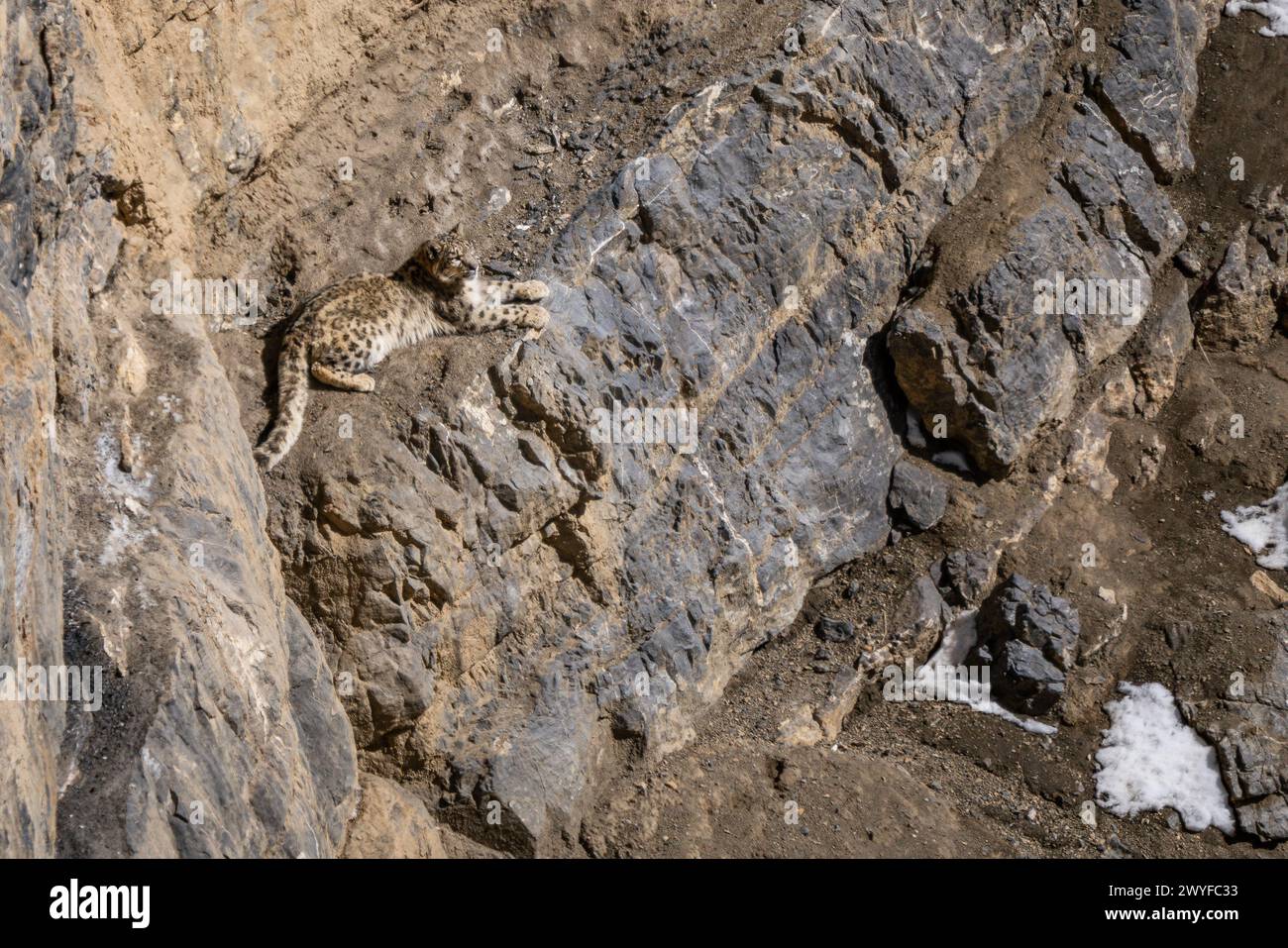 Snow Leopard - Panthera uncia, beautiful iconic large cat from Asian ...