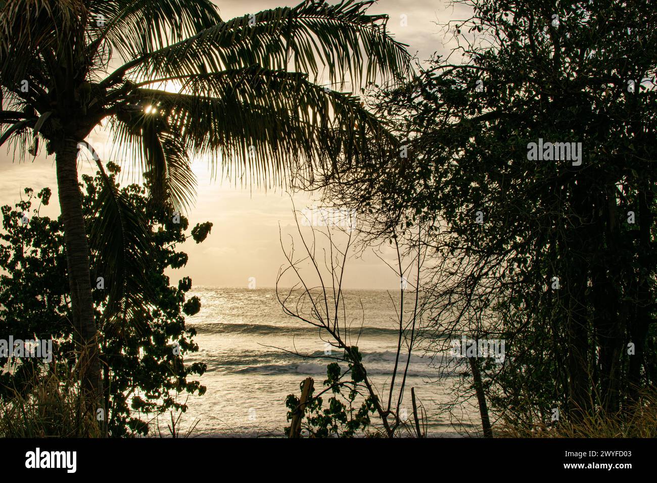 Lectura verde hi-res stock photography and images - Alamy