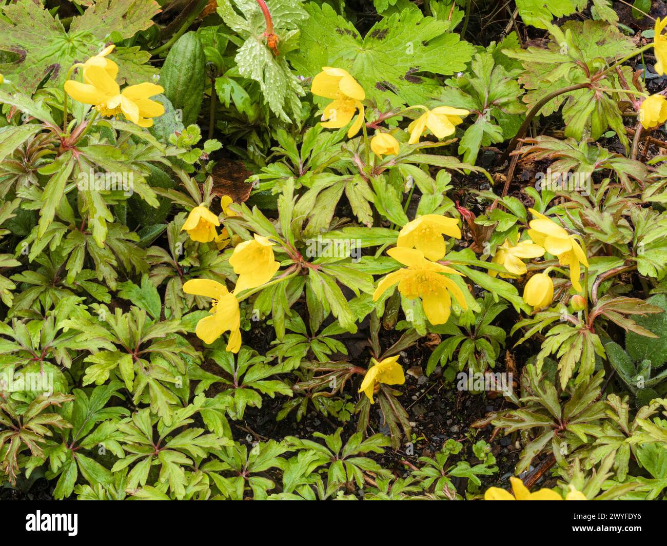 Ferny foliage and blooms of the yellow wood anemone, Anemone ...