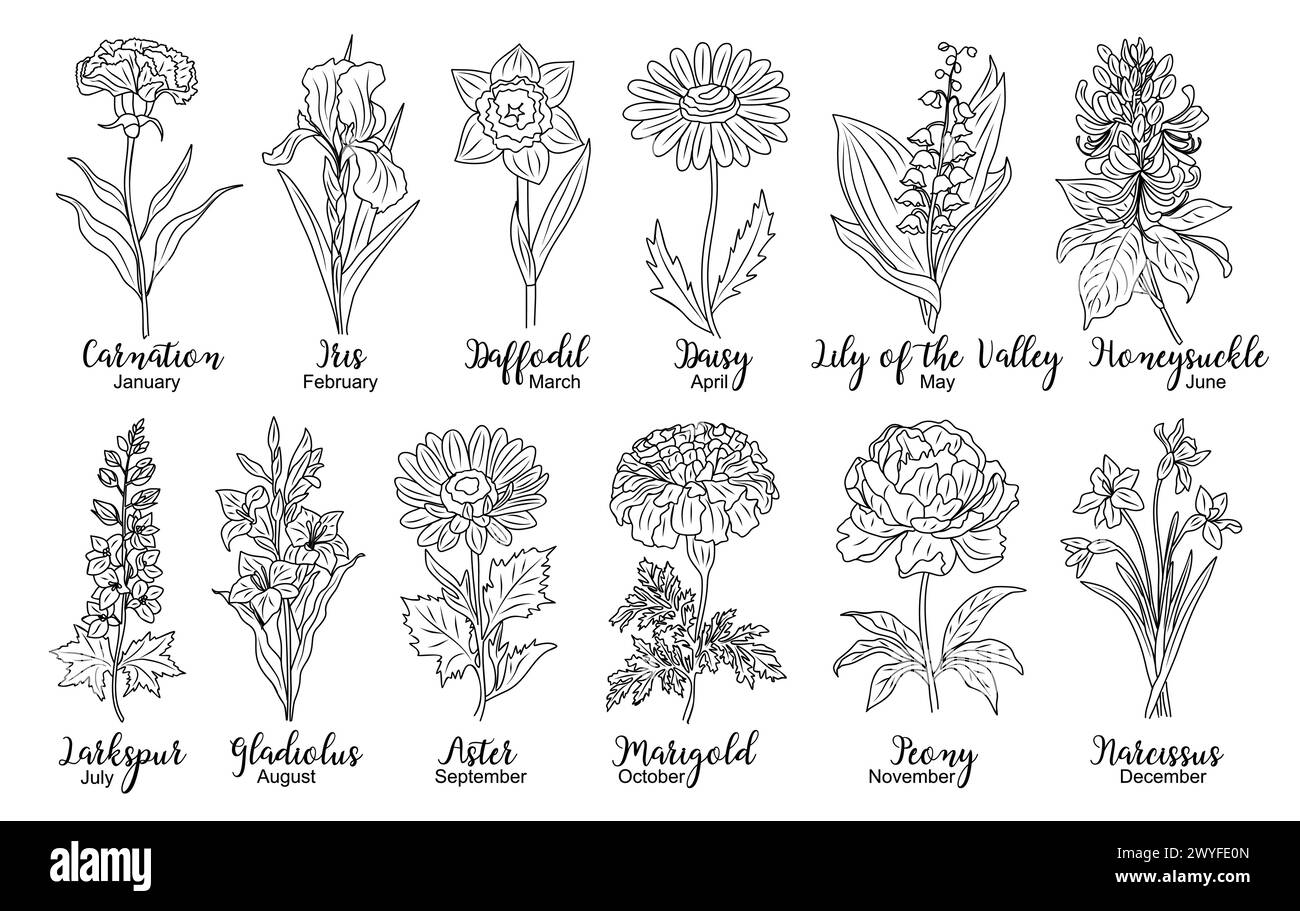 Set of birth month flowers line art vector Stock Vector Image & Art - Alamy