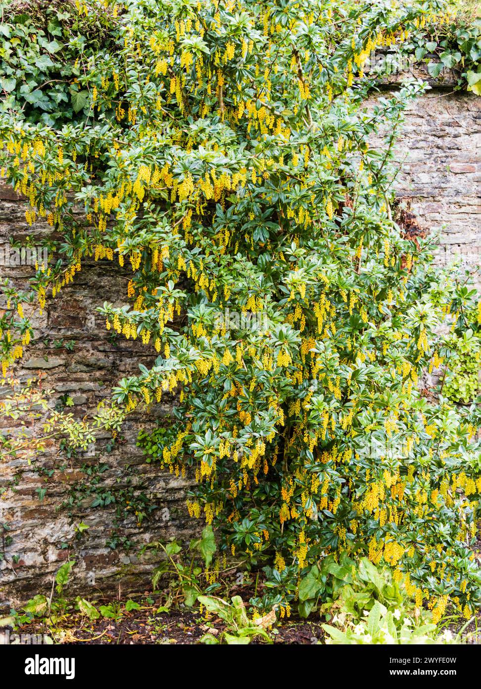 Yellow flowers in teh pendulous racemes of the spring flowering ...