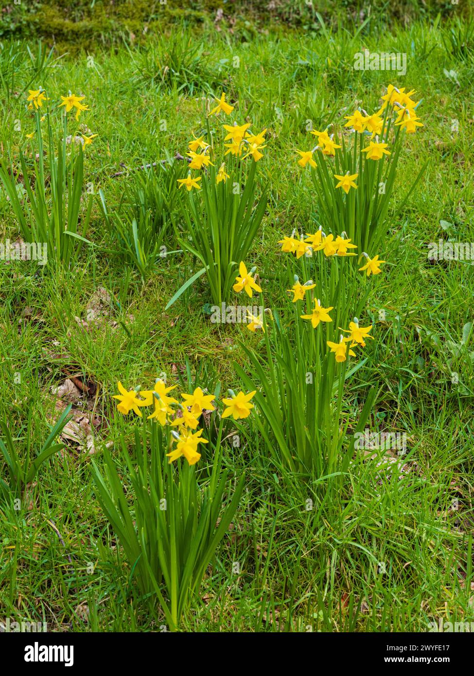 Early spring flowering yellow daffodil, Narcissus 'Tete a Tete ...