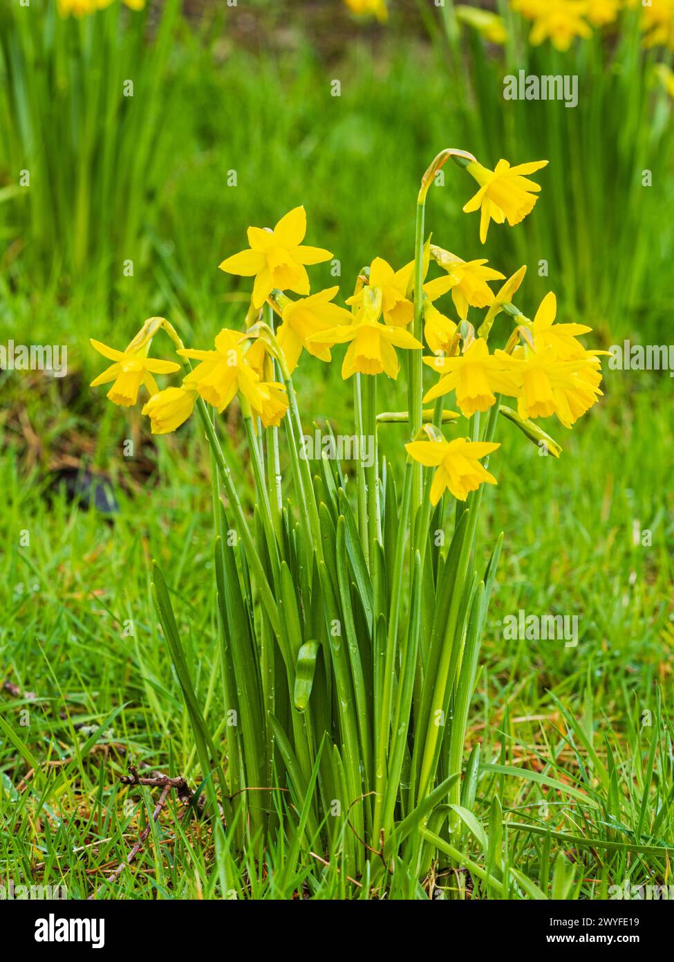 Early spring flowering yellow daffodil, Narcissus 'Tete a Tete ...