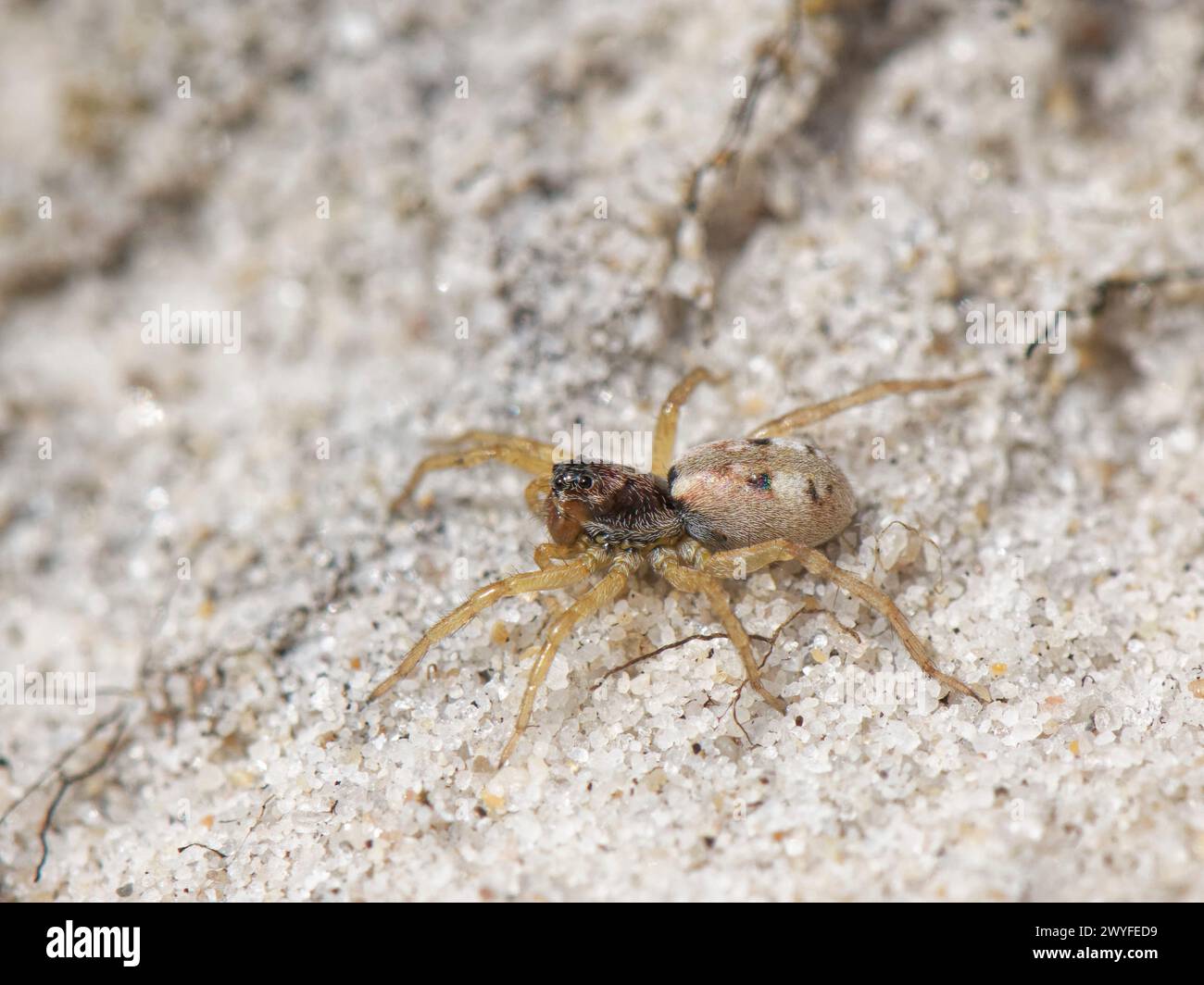 Sand Bear Wolf Spider (Arctosa perita) juvenile hunting on sandy ...