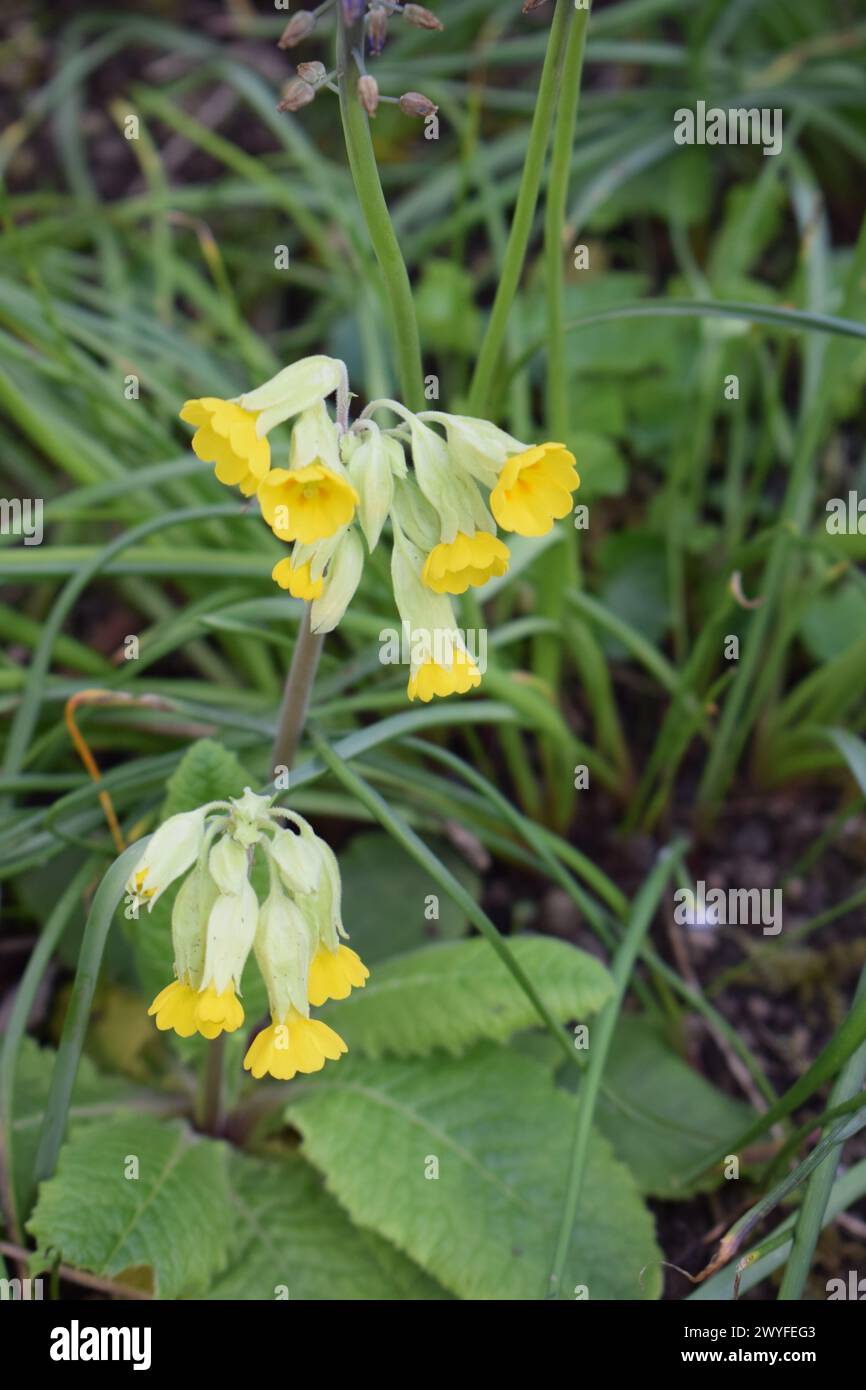 Primula veris orange hi-res stock photography and images - Alamy