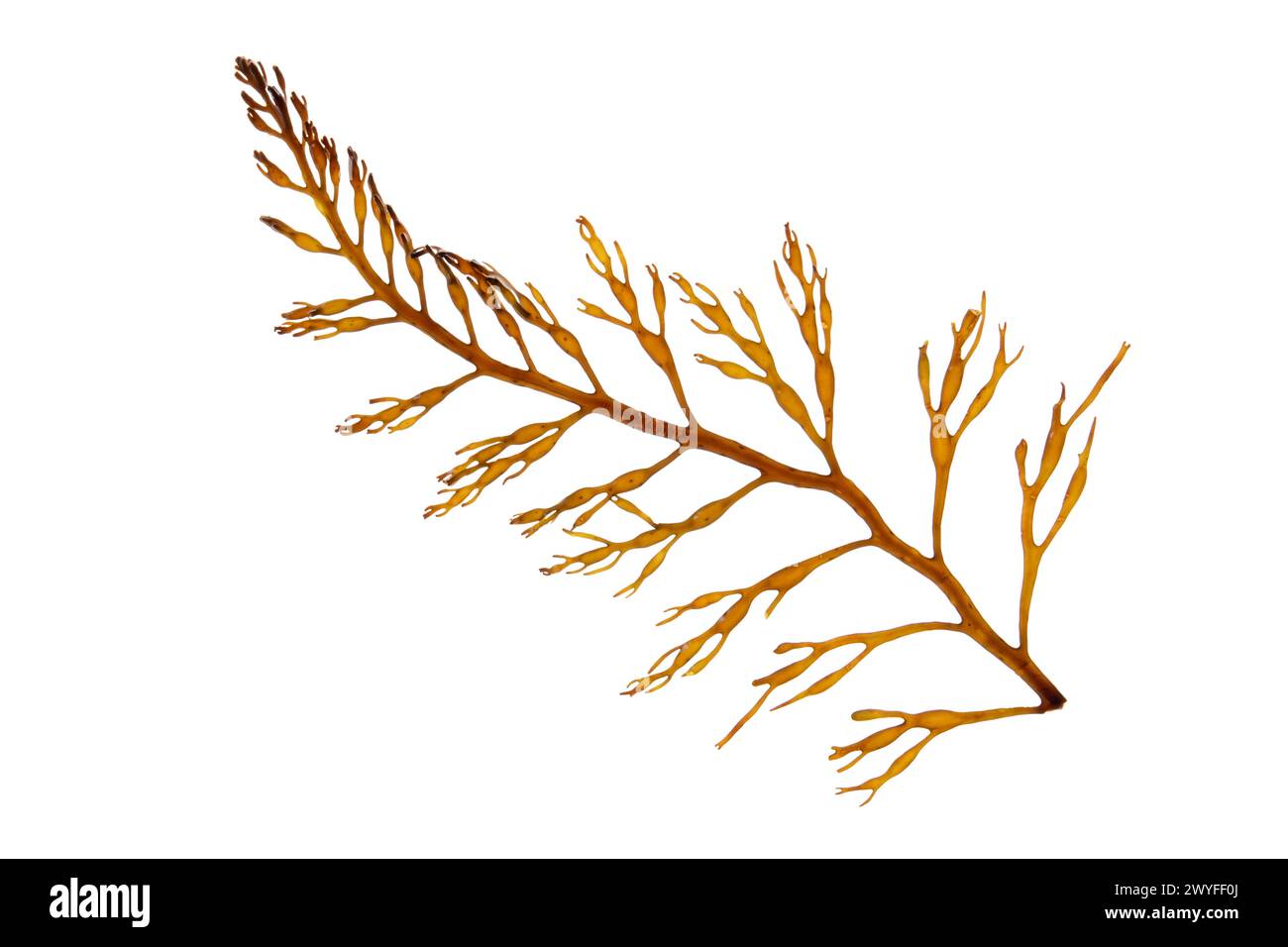 Brown algae branch isolated on white. Seaweed frond Stock Photo - Alamy