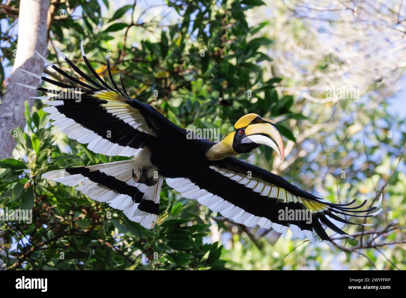 Great hornbill flying in the forest near the beach, Langkawi, Malaysia ...