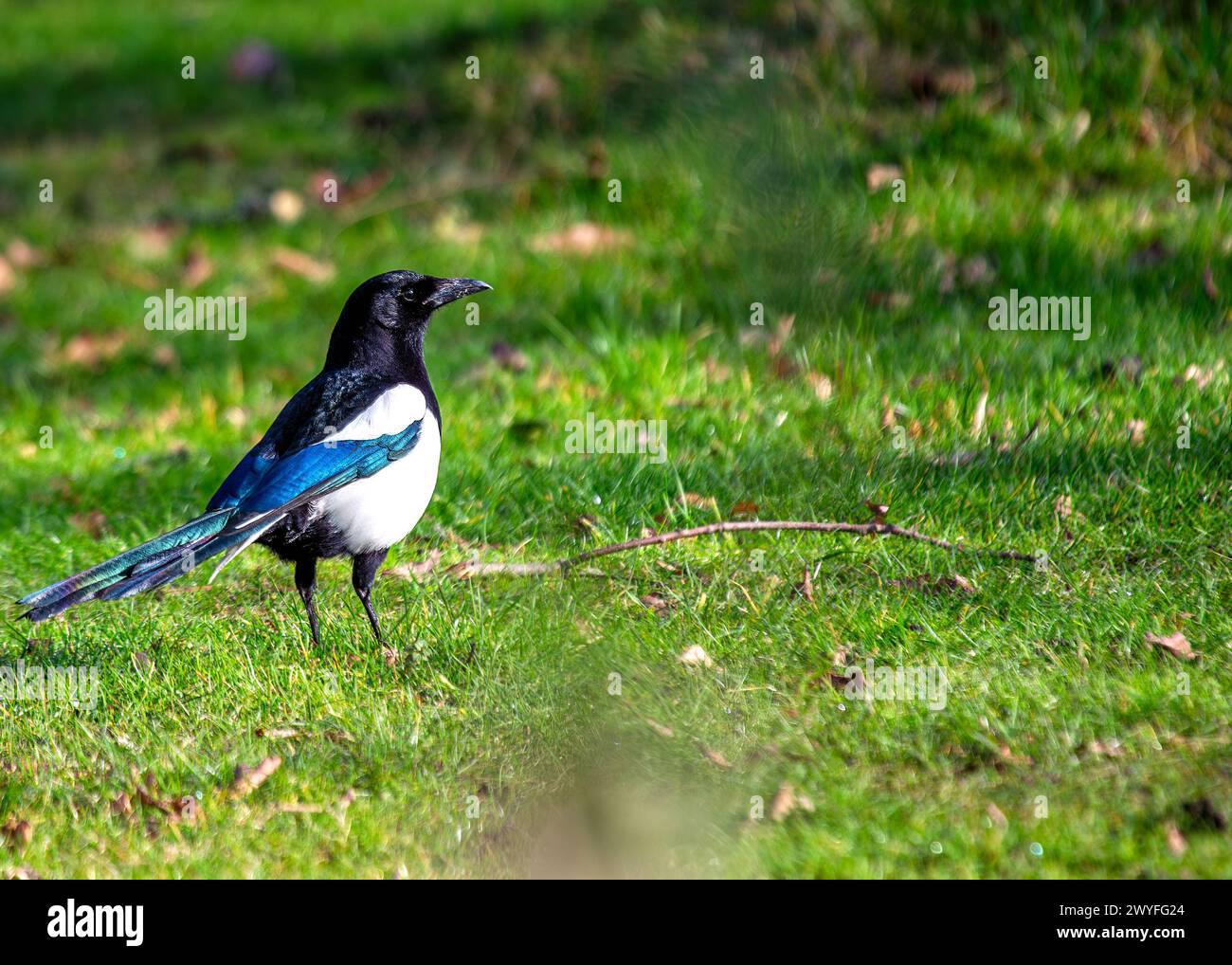 Black & white Magpie with a long tail searches for food in St. Stephen ...