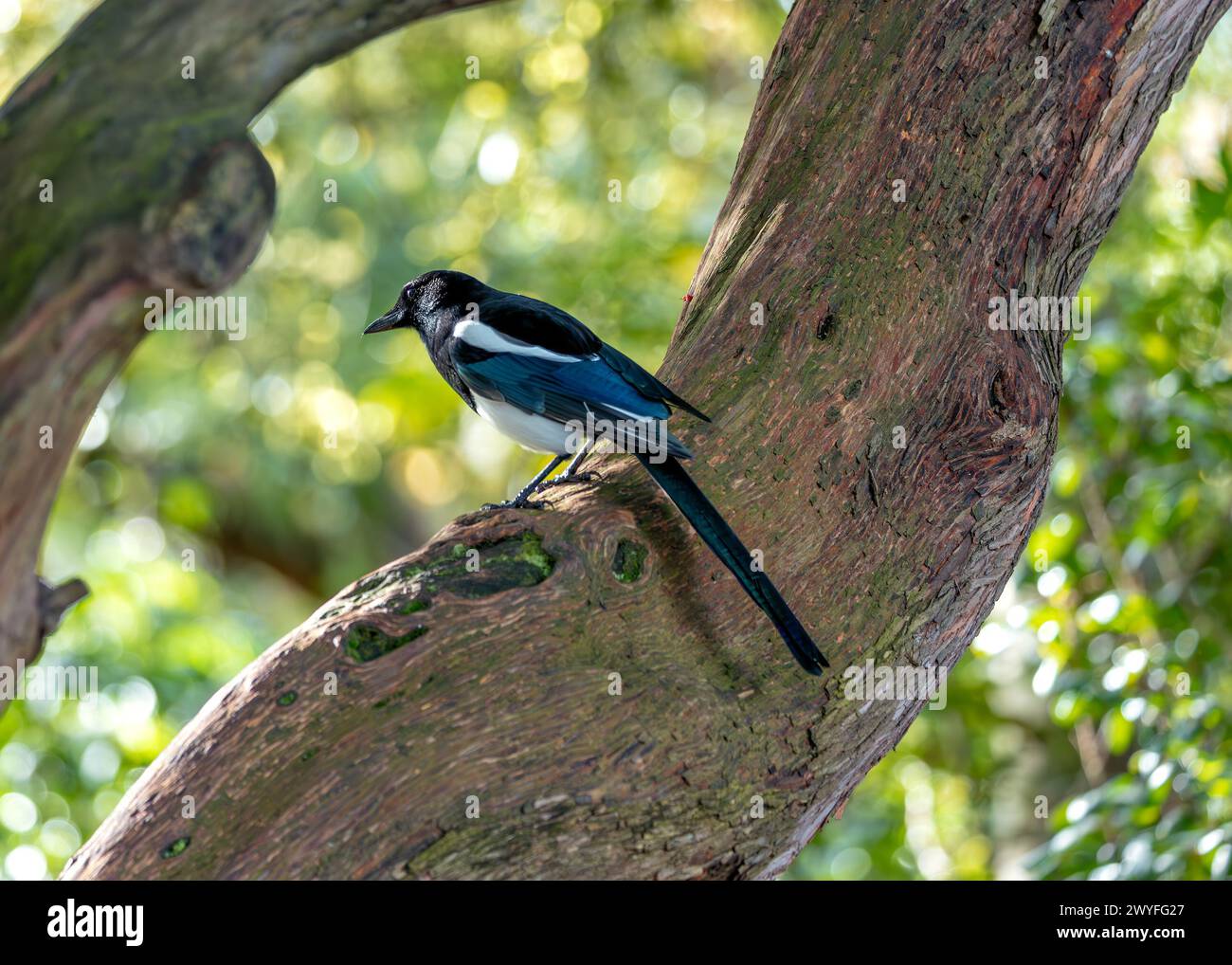 Black & white Magpie with a long tail searches for food in St. Stephen ...