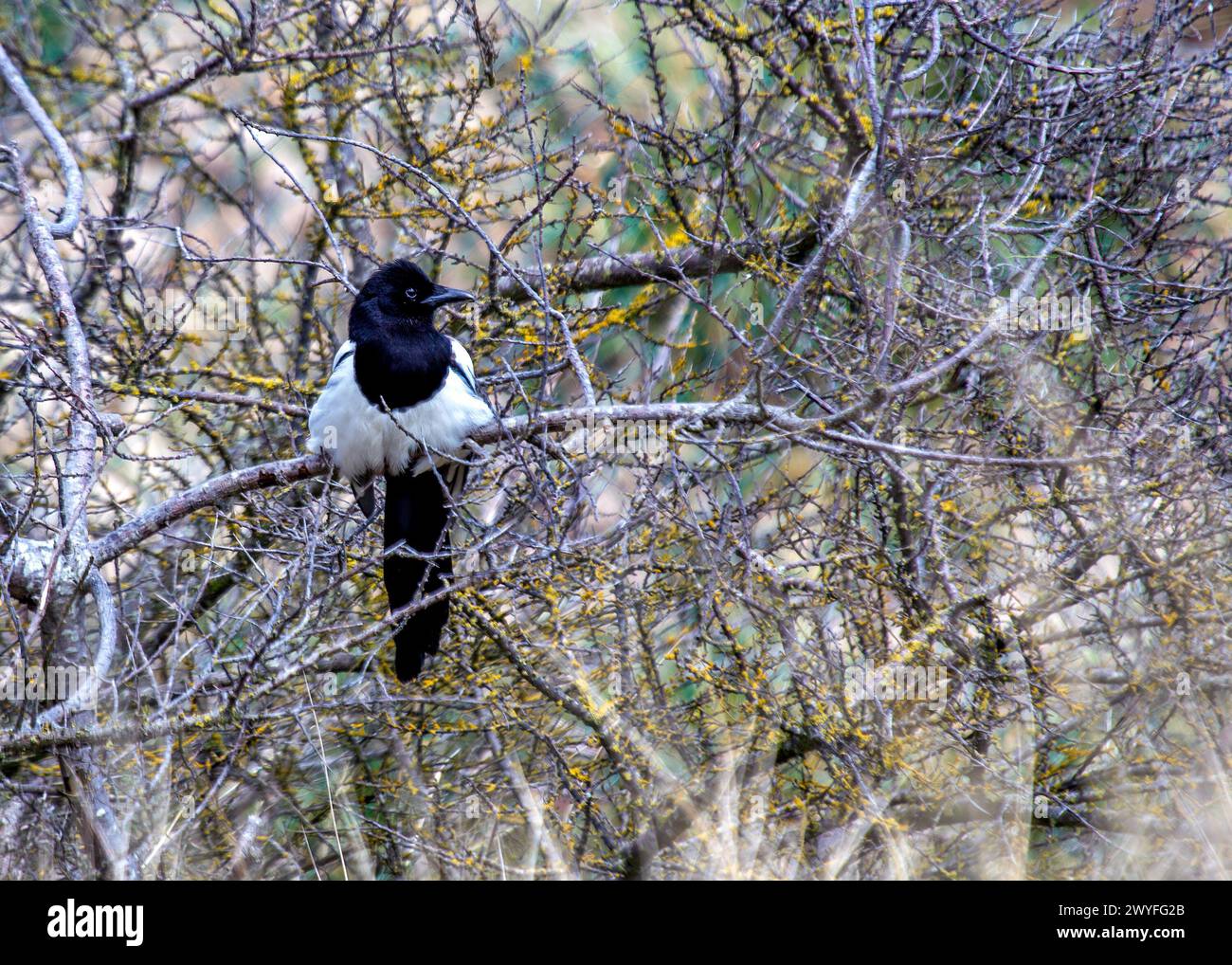 Black & white Magpie with a long tail searches for food in St. Stephen ...